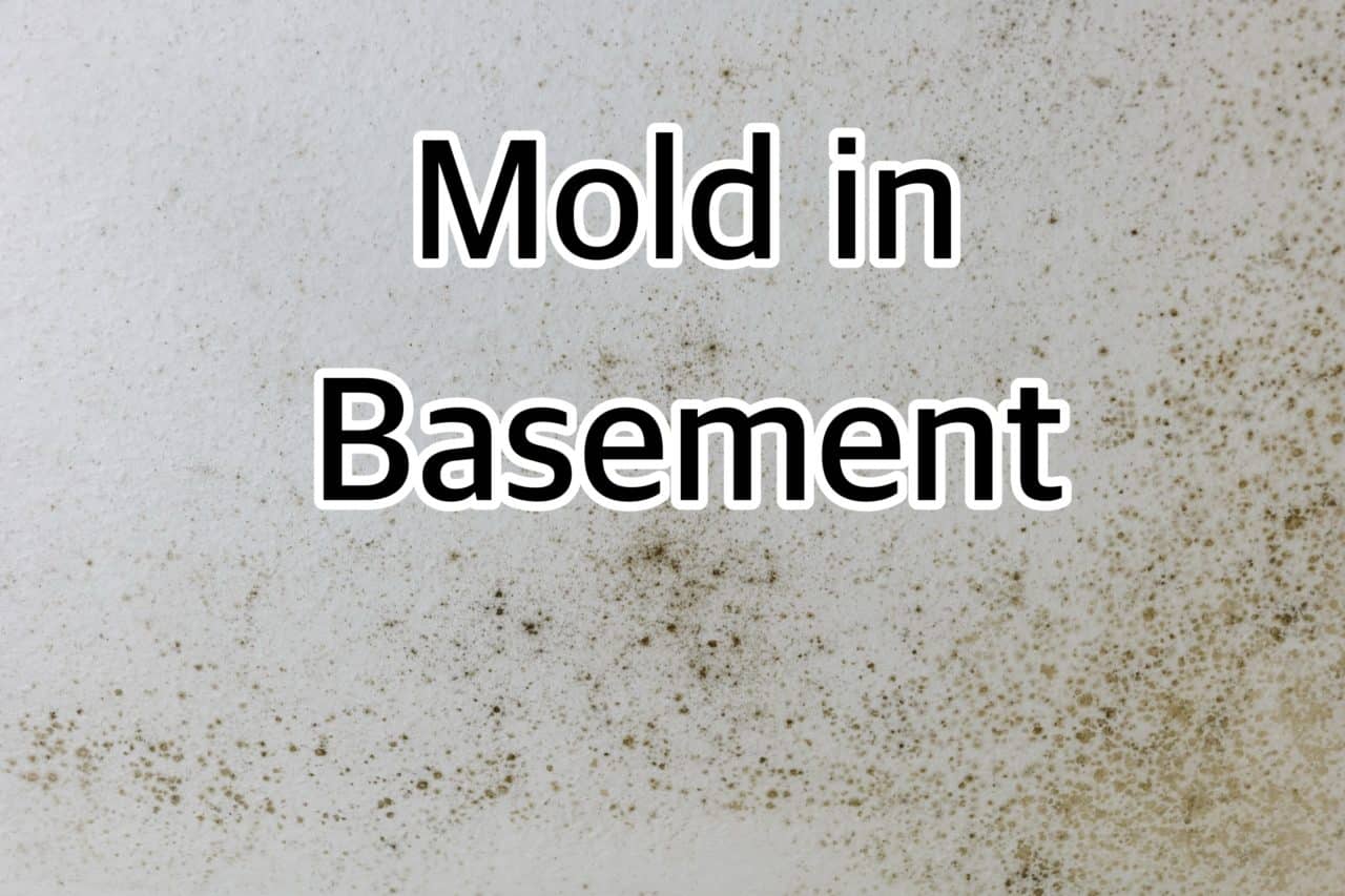 Mold in Basement - Basement Waterproofing Scientists